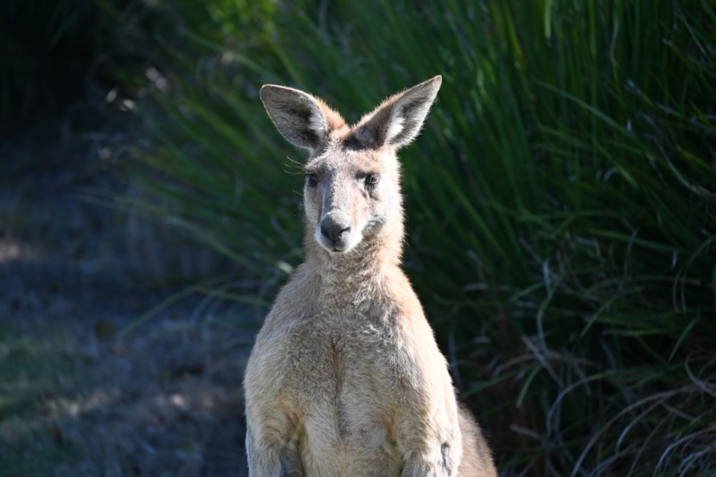 Team Redbacks dominate at the 2022 SGA Championships